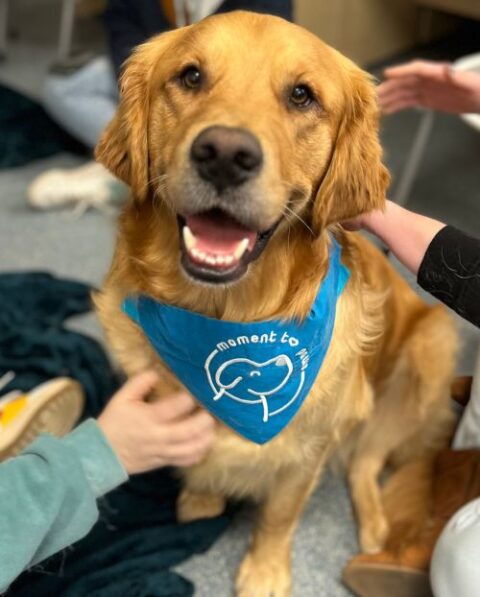 Meet Our Workplace Therapy Dogs | Moment to Paws
