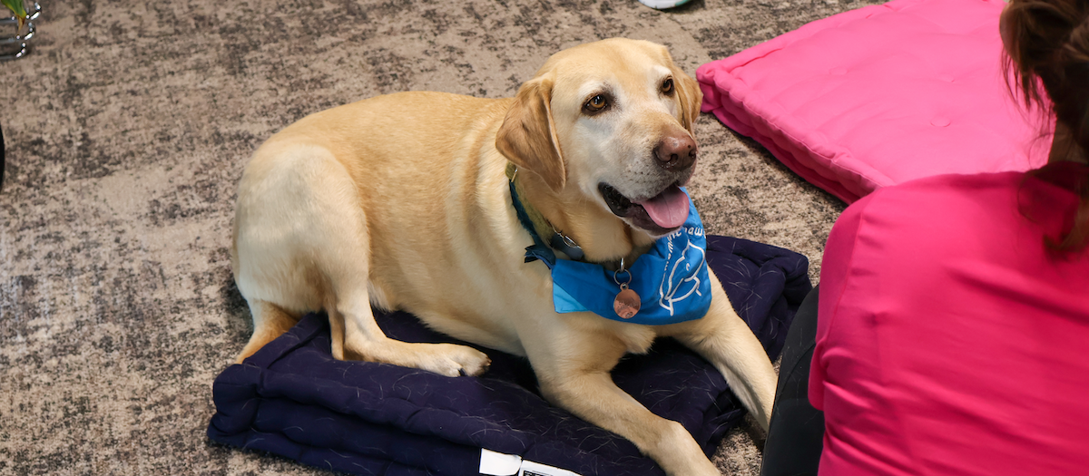 What to Expect at Your Workplace Dog Therapy Event | Moment to Paws