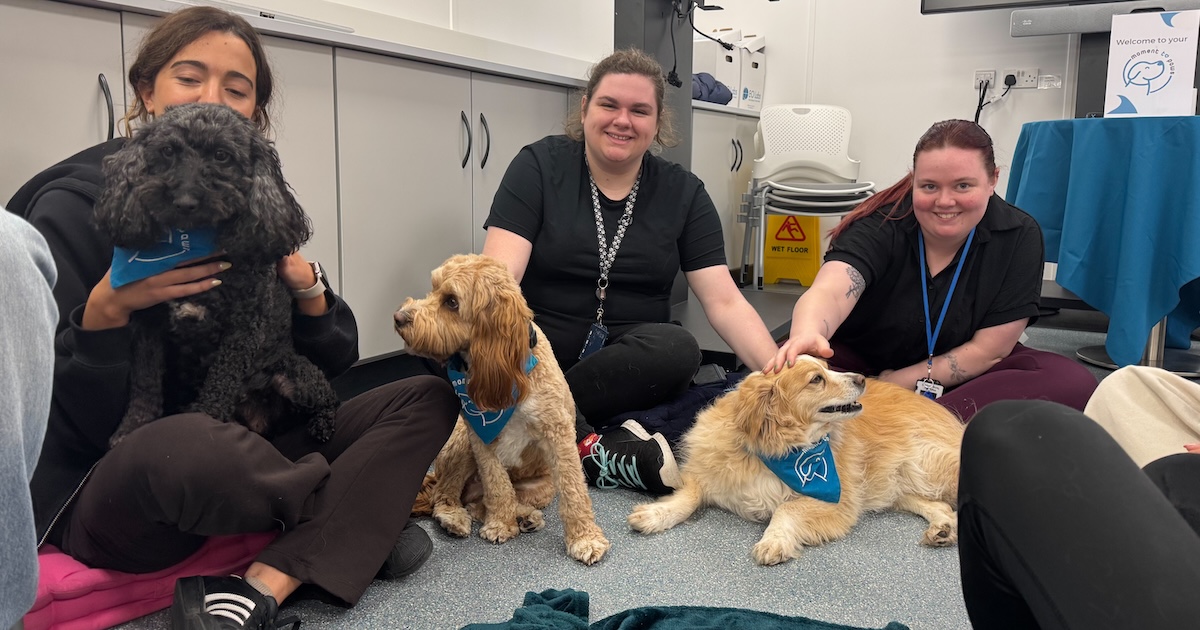 Why Choose Moment to Paws for Your Corporate Dog Therapy Event | Moment ...